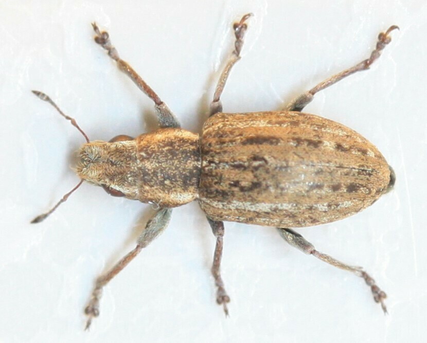 Clover root weevil from Серебряно-Прудский р-н, Московская обл., Россия ...