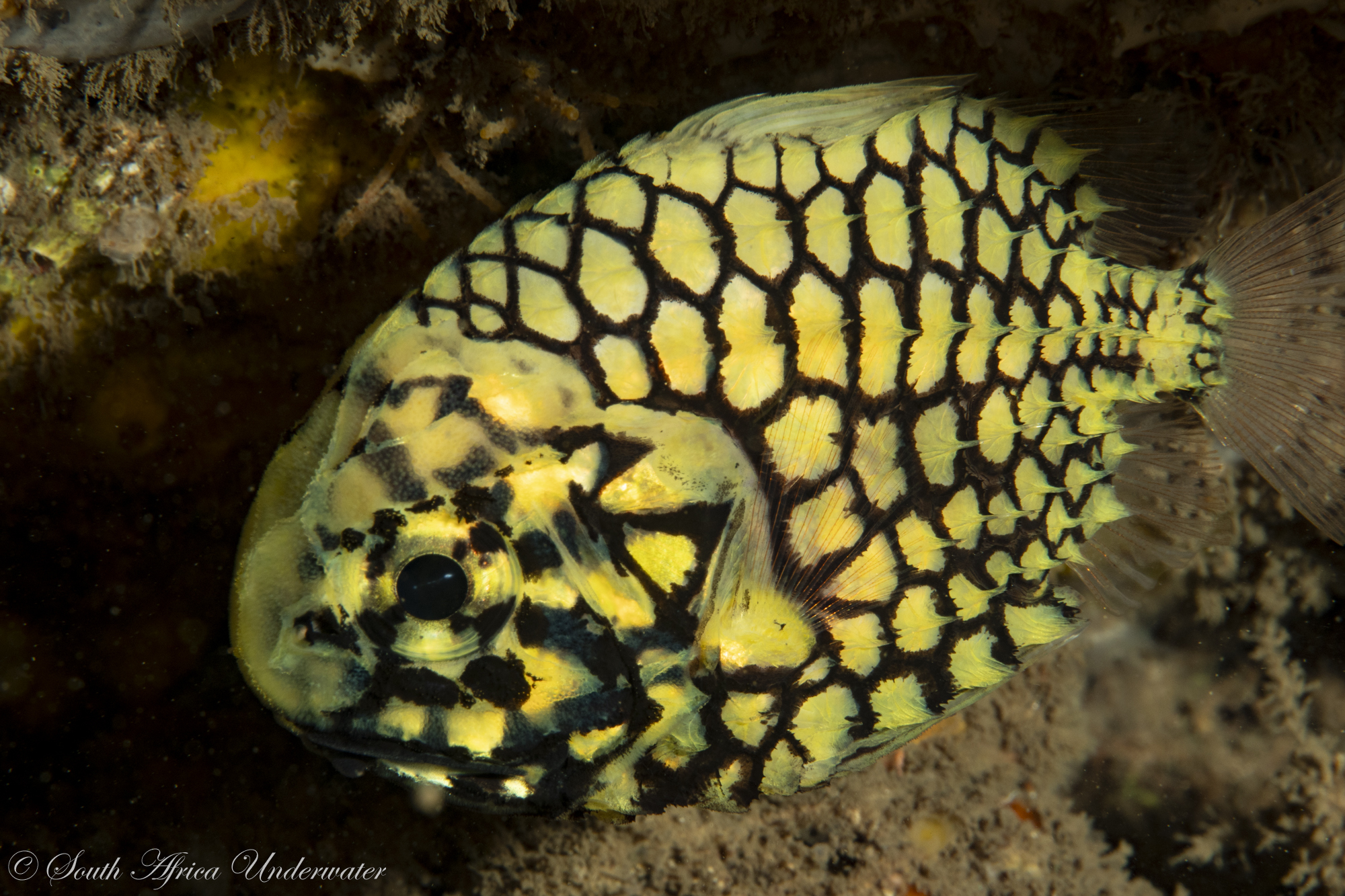 Pineapple Fish