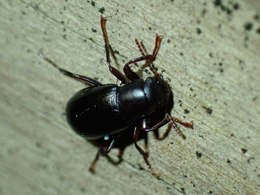 Lichen Darkling Beetle from Mackenzie District, Canterbury, New Zealand ...