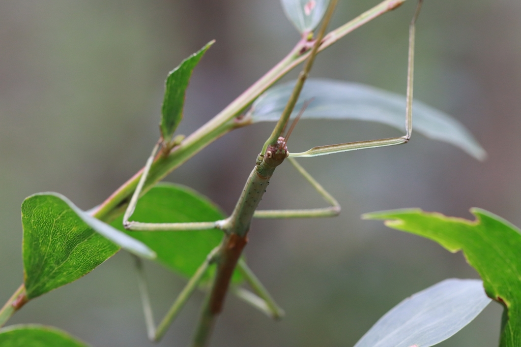 tessellated stick insect from Nathan QLD 4111, Australia on January 12 ...