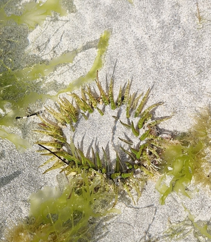 Actiniid Sea Anemones from Carpenter Rocks SA 5291, Australia on ...