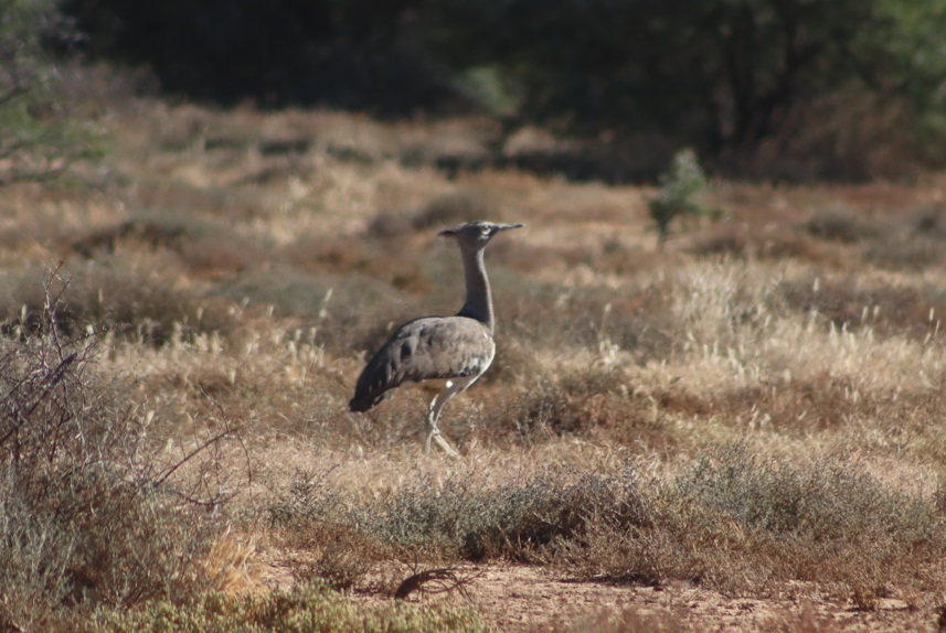Southern Kori Bustard from Cacadu, ZA-EC, ZA on April 20, 2024 at 10:50 ...