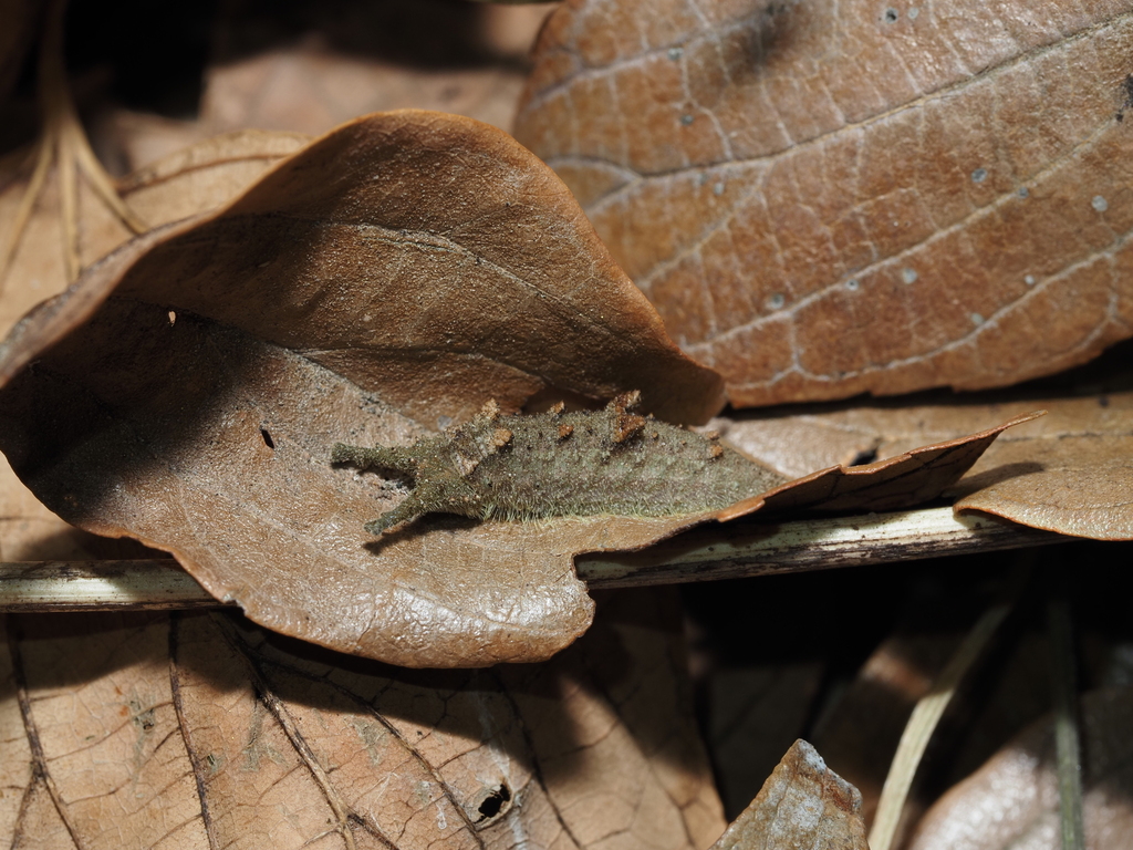 Hestina assimilis assimilis from 日本、〒360-0016 埼玉県熊谷市熊谷 on January 11, 2025 at 07:54 PM by ...