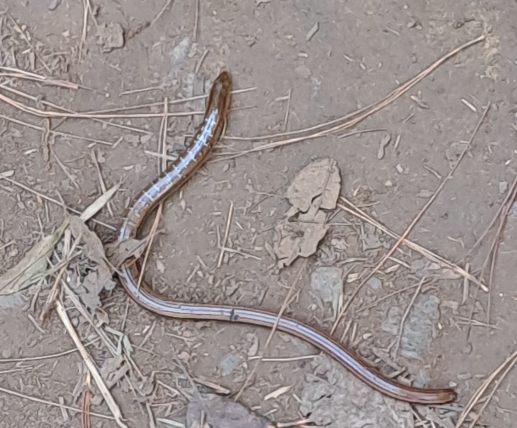 Asian Glass Lizard from HV3Q+X25 Motinagar Falls Trail, Shillong ...