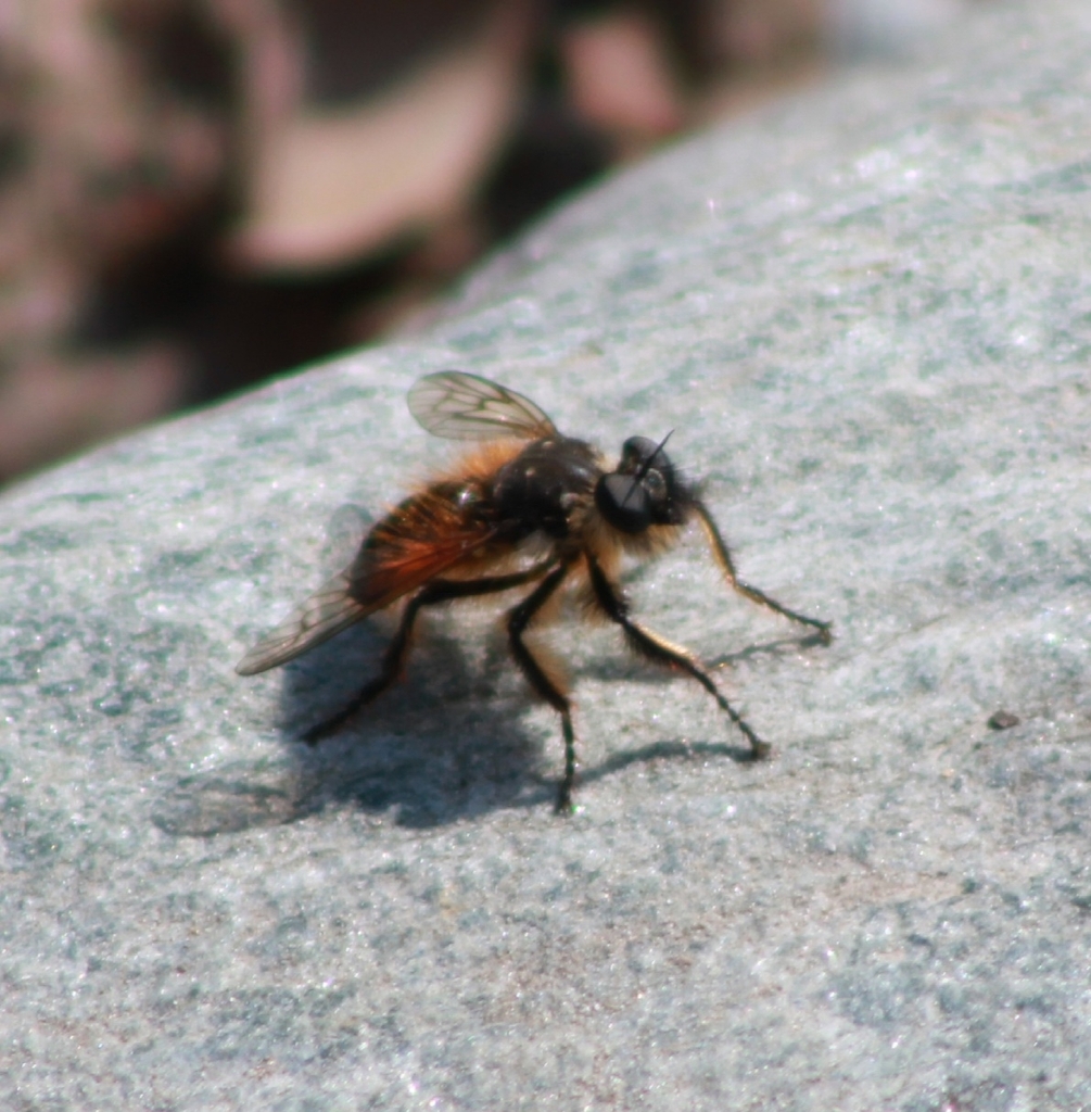 Grypoctonus from 696M+576, near Naguni waterfall, Dharamshala, Kharota ...