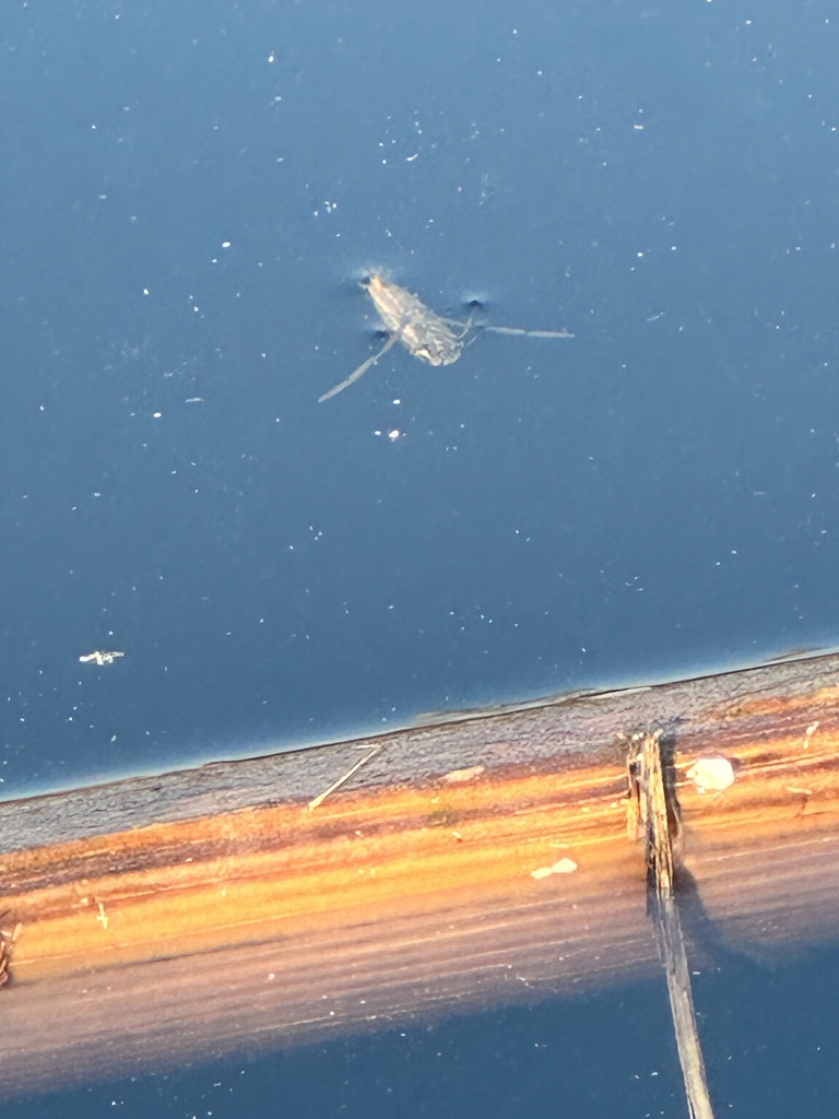 Milky Backswimmers from Strada Castenedolo, Ghedi, Lombardia, IT on ...