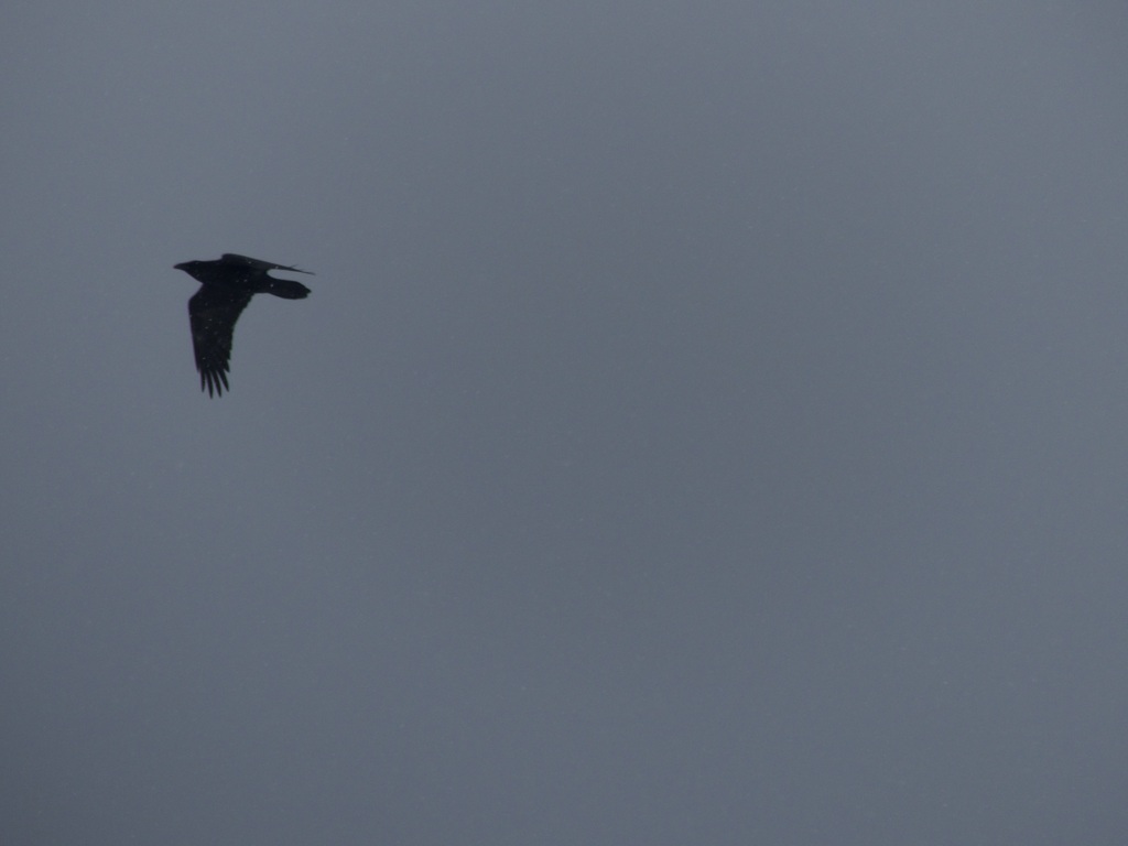 Common Raven from Fairport Nursery Rd, Painesville, OH 44077, USA on ...