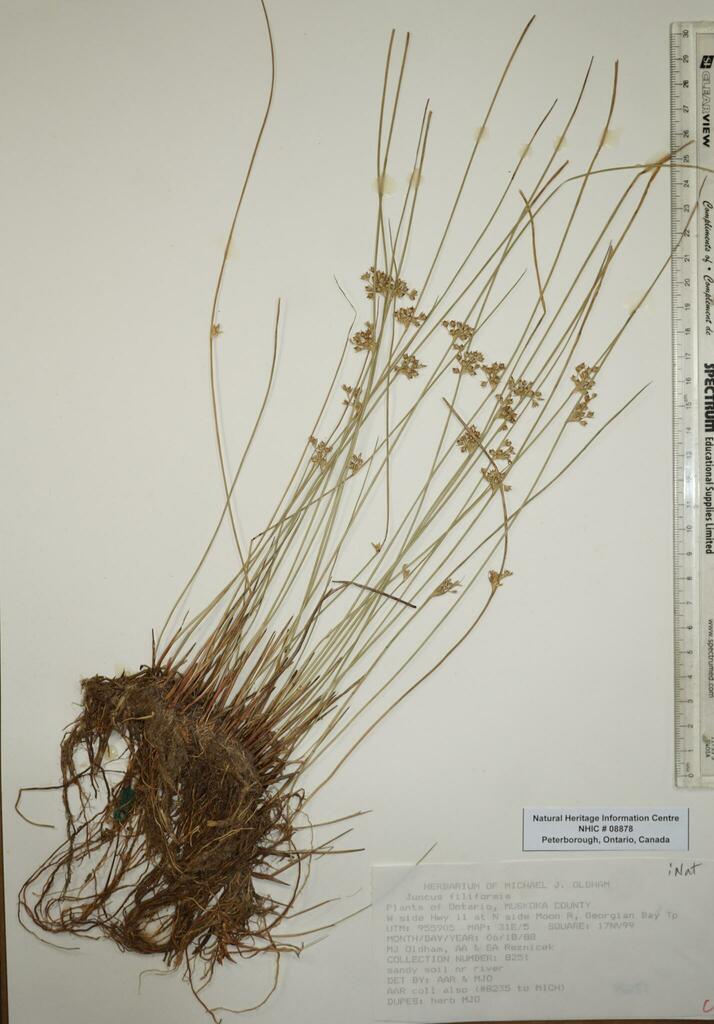 Thread Rush from Canada, Ontario, MUSKOKA County, W side Hwy 11 at N ...