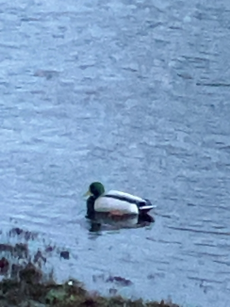 Mallard from Redmond on January 12, 2025 at 08:16 AM by Onion · iNaturalist