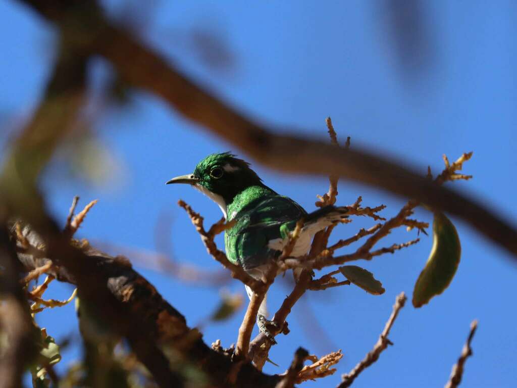 Klaas's Cuckoo from Hardap Region, Namibia on December 15, 2024 at 08: ...