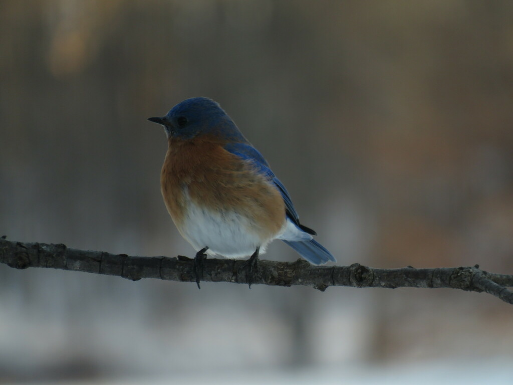 Eastern Bluebird from Frederick, MD, USA on January 12, 2025 at 09:45 ...