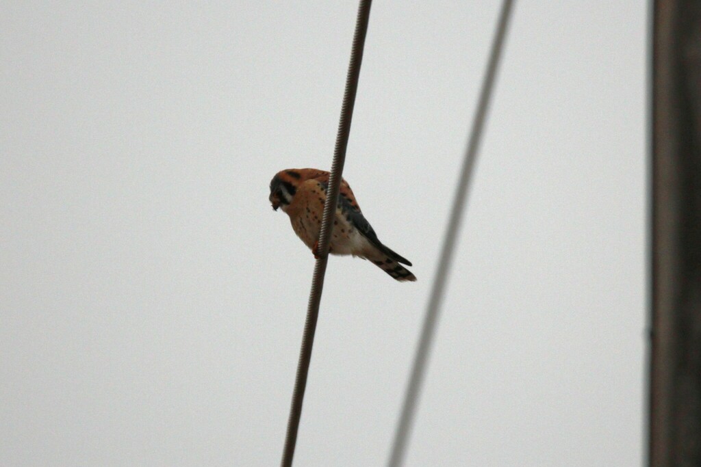 American Kestrel from Lake Wisconsin, WI, USA on January 12, 2025 at 11 ...