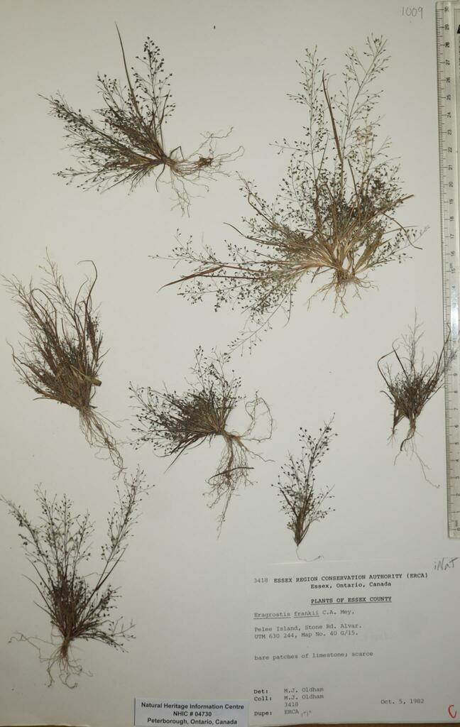 Frank's Lovegrass from Canada, Ontario, ESSEX County , Pelee Island ...
