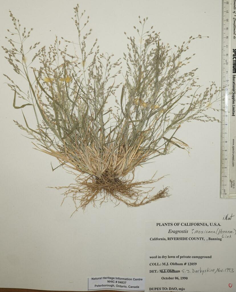 Mexican Lovegrass from USA, California, Riverside County, Banning; Lat ...