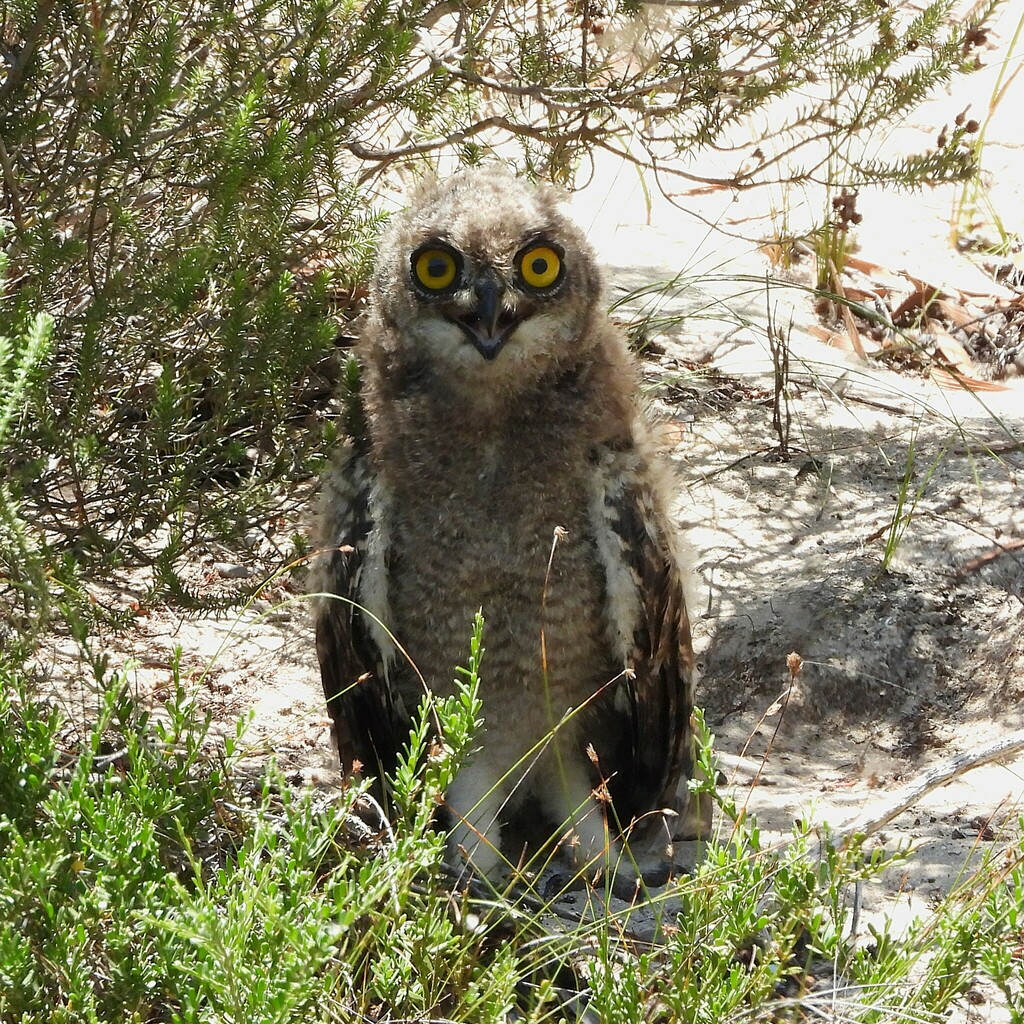 Spotted Eagle-Owl from Cape Recife, Gqeberha, South Africa on January ...