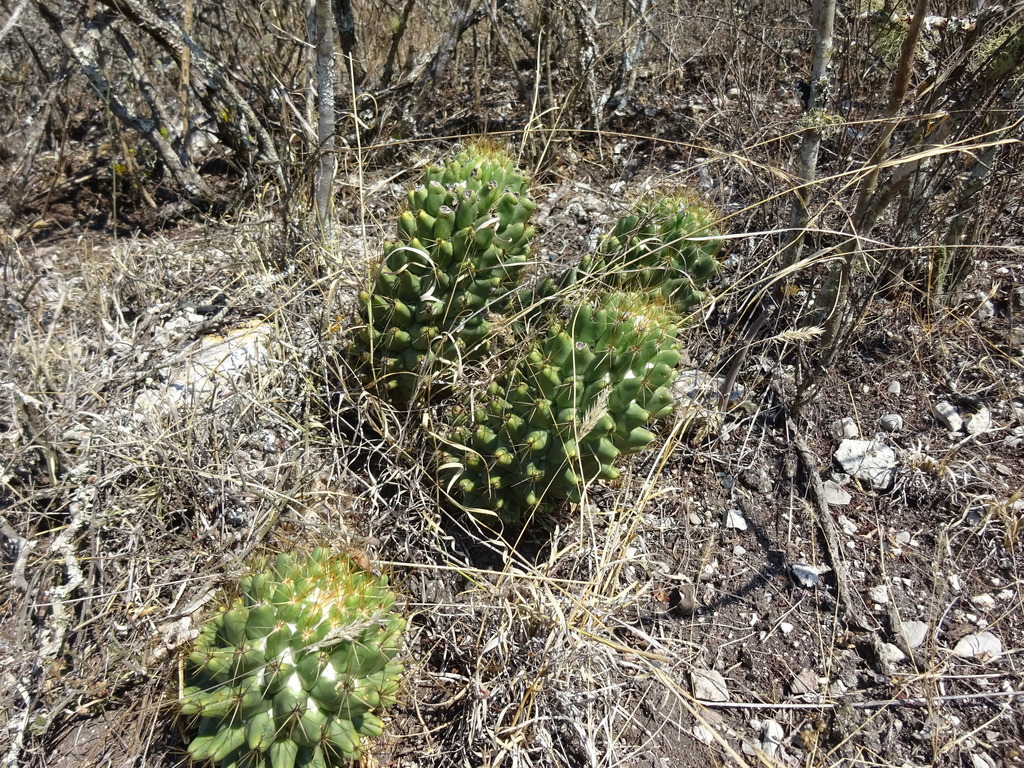 Coryphantha octacantha from Metztitlán, MX-HI, MX on March 1, 2018 at ...