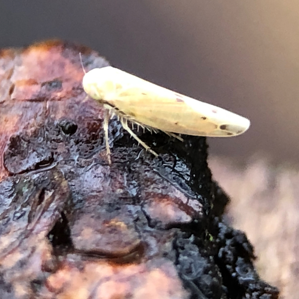 Balclutha punctata from Arnhem on January 12, 2025 at 01:46 PM by ...