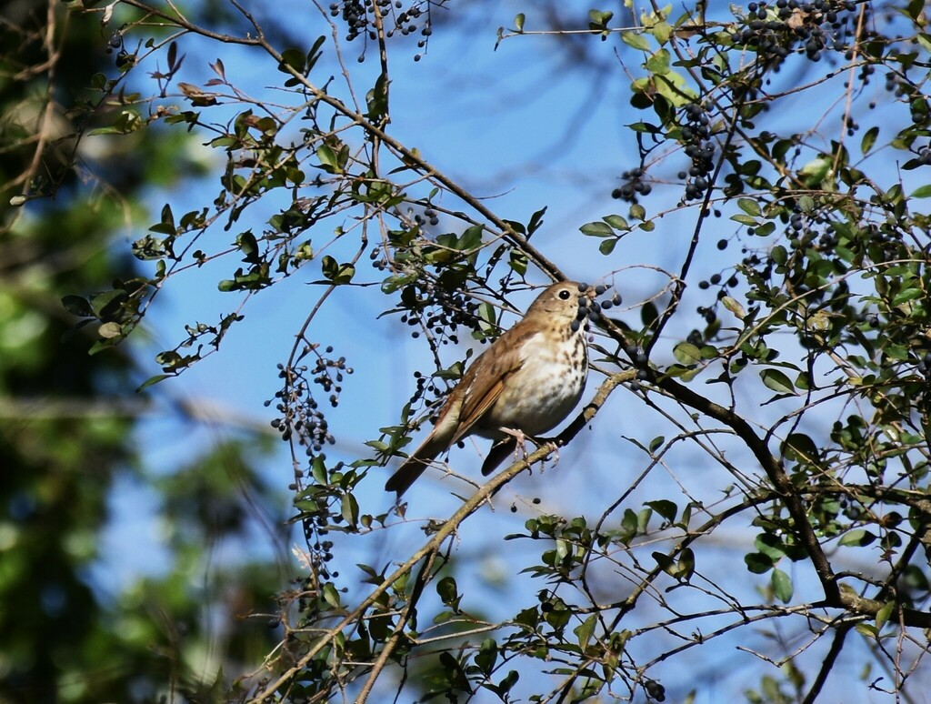 Hermit Thrush from Mountain Park, GA, USA on January 12, 2025 at 01:27 ...