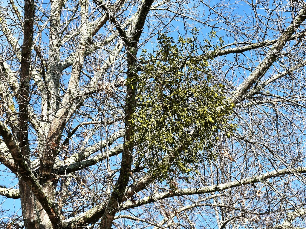 American Mistletoe from Mountain Park, GA, USA on January 12, 2025 at ...