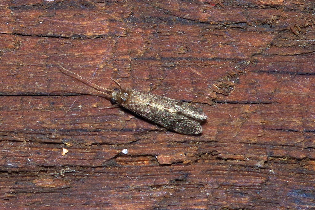 Ecnomus tenellus from 45290 Nogent-sur-Vernisson, France on July 27 ...