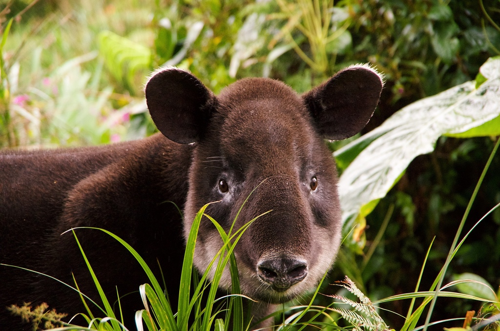 Baird's Tapir in July 2019 by kelly_hopkinson · iNaturalist