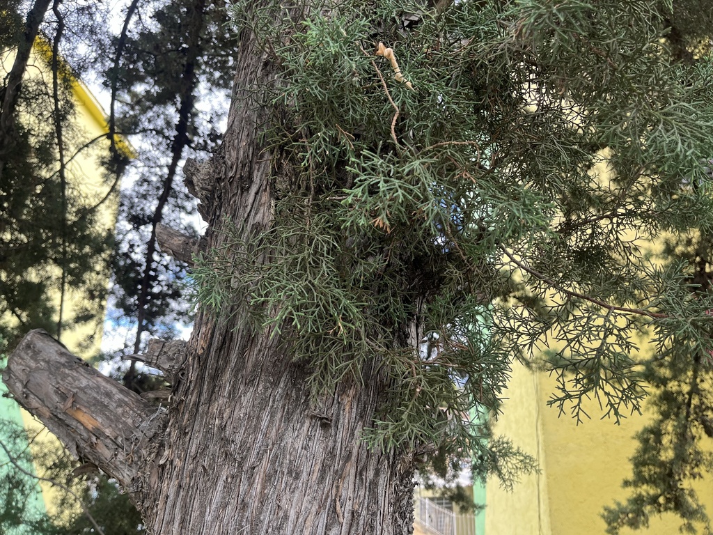 cedar of Goa from Calle Cantera, Morelia, Mich., MX on January 11, 2025 ...