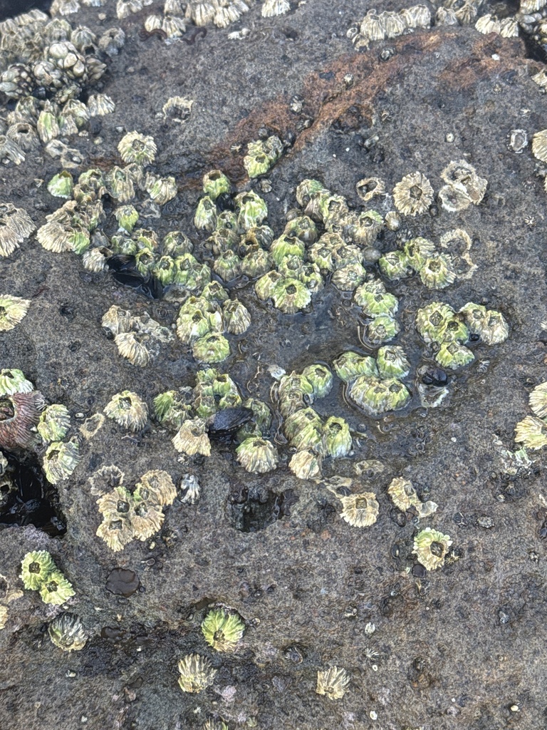 Pacific Acorn Barnacle from Catalina Channel, CA, US on January 12 ...