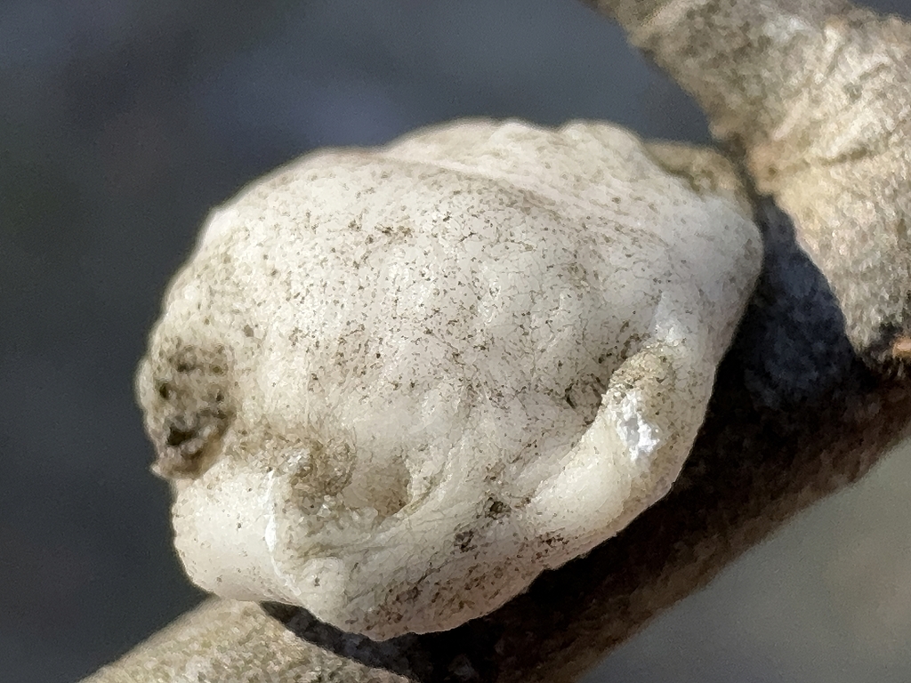 Indian Wax Scale from Bulloch County, GA, USA on January 12, 2025 at 02 ...