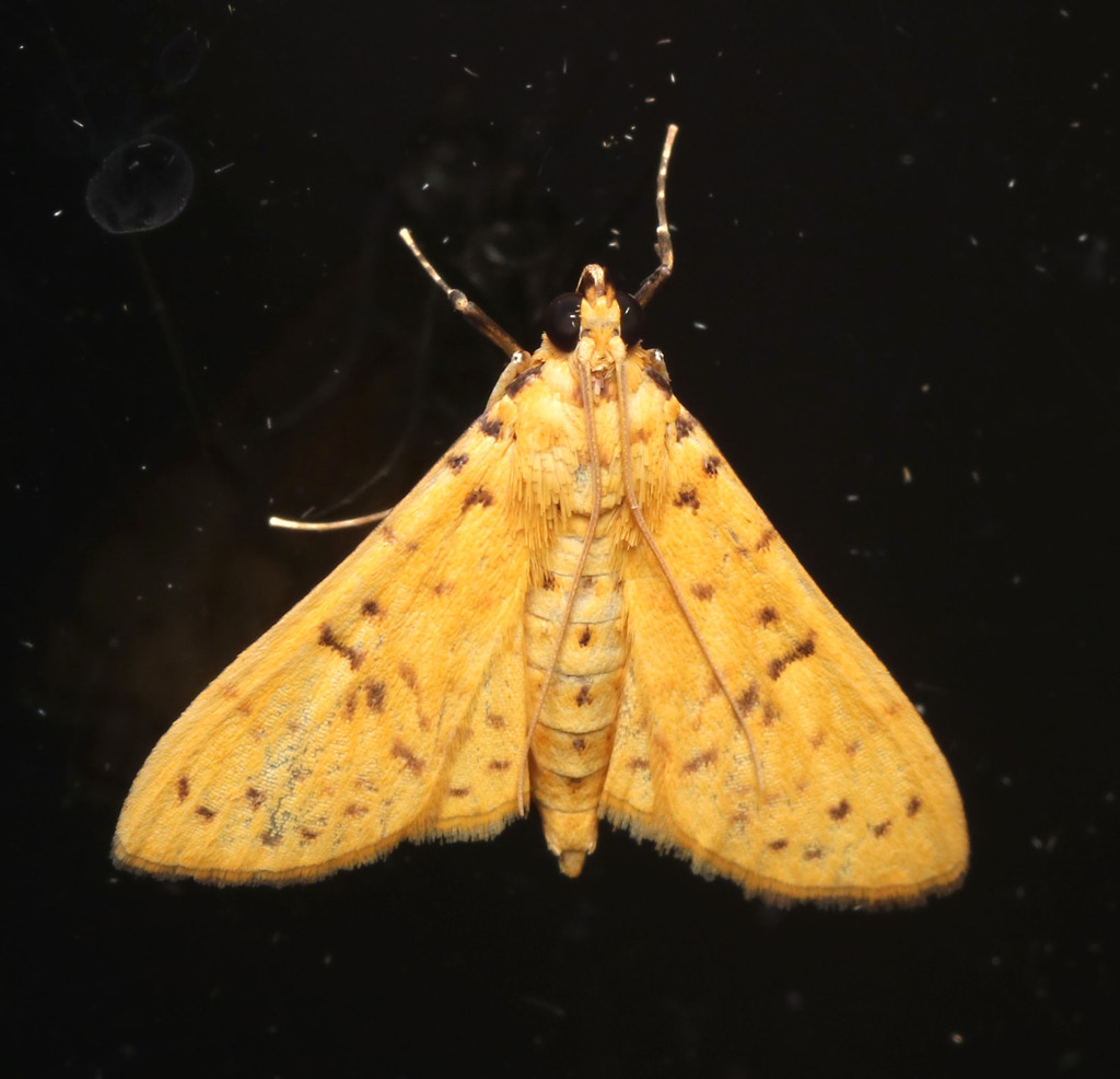 Yellow Peach Moth in December 2024 by Julie Newton · iNaturalist