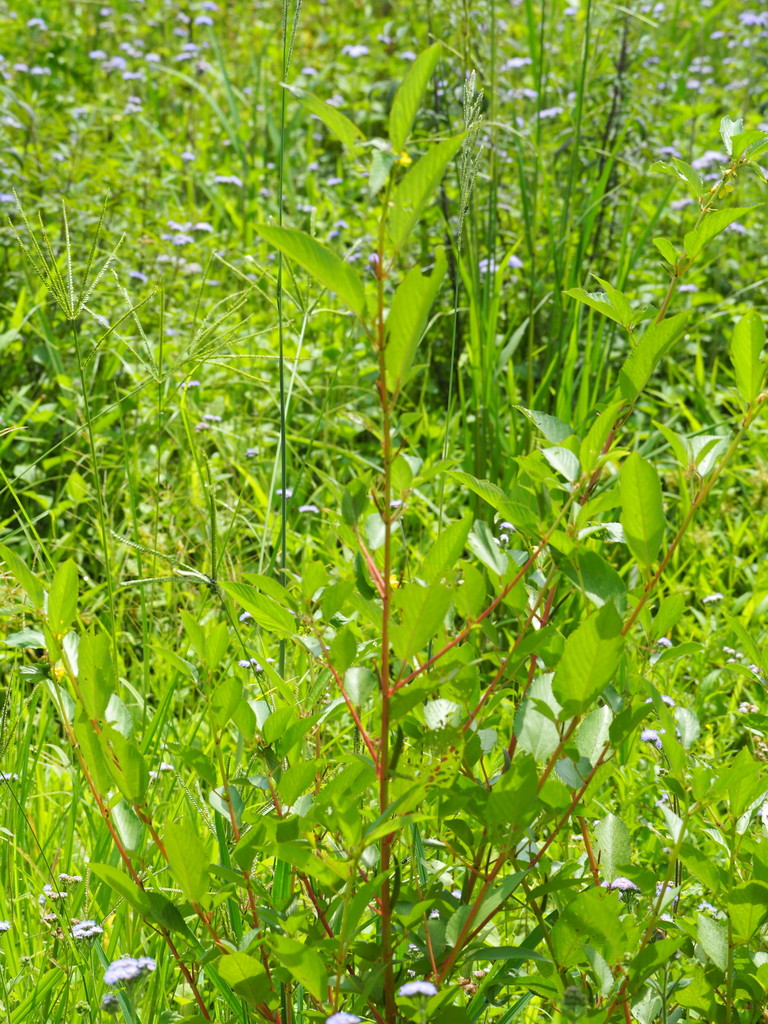 (Corchorus capsularis) - Botanical Realm