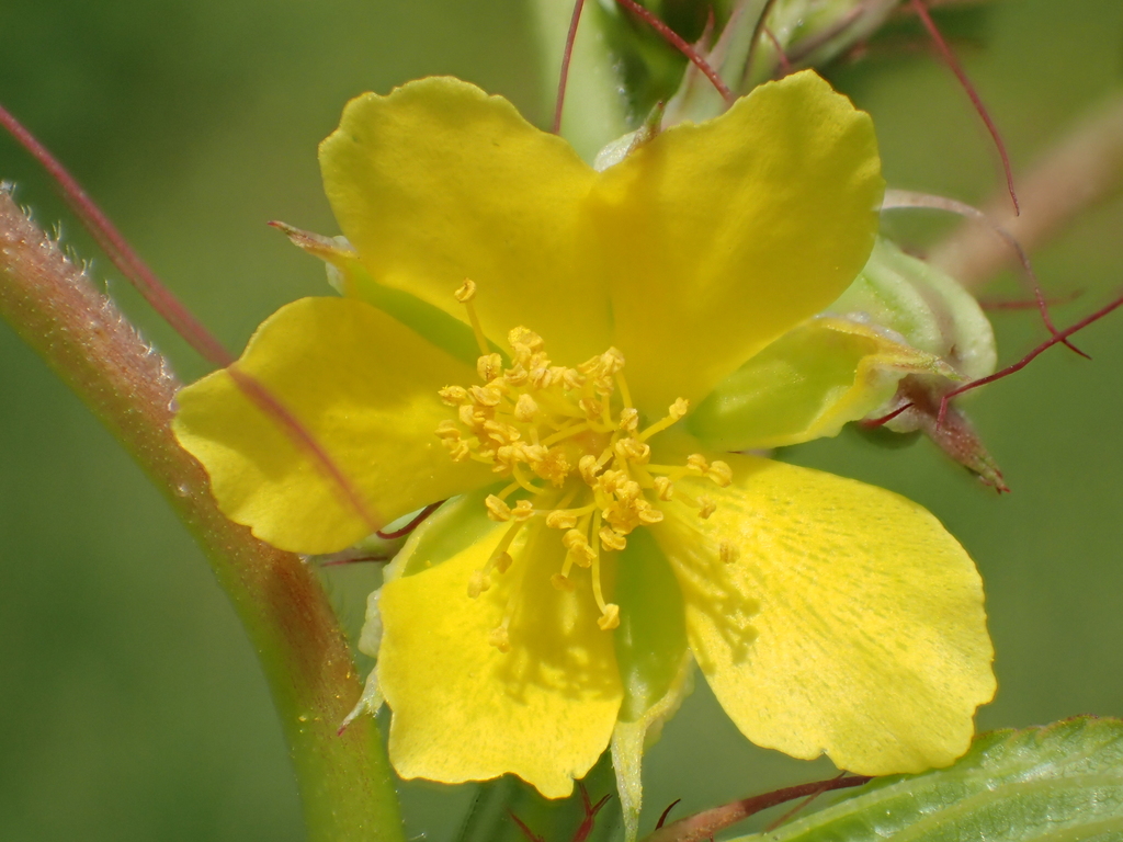(Corchorus capsularis) - Botanical Realm
