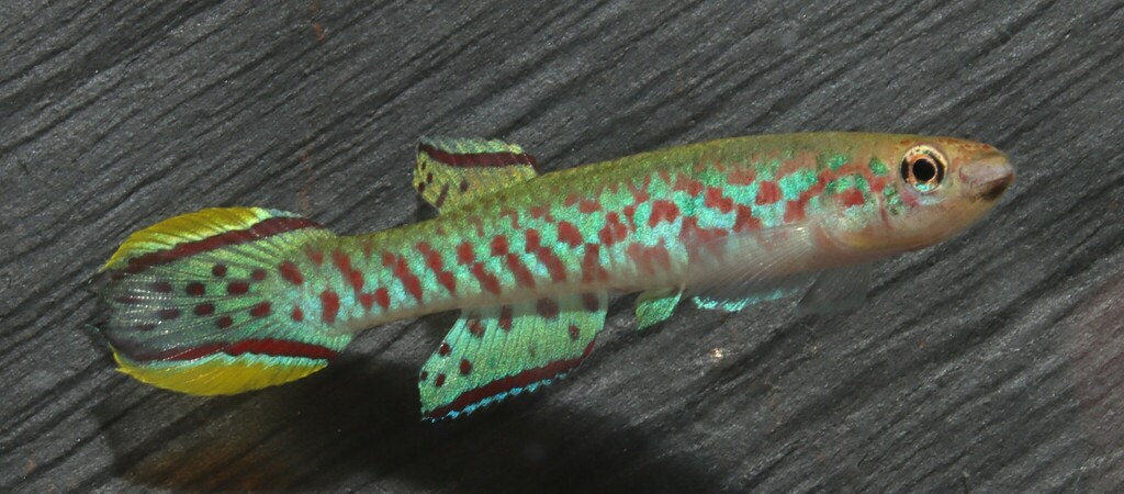 Scriptaphyosemion chaytori from Wehba River, Moyamba Junction, Sierra ...