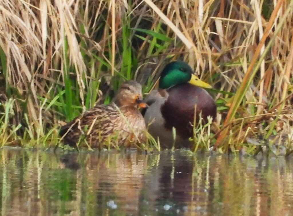 Mallard from Yakima, WA, USA on January 12, 2025 at 11:57 AM by ...