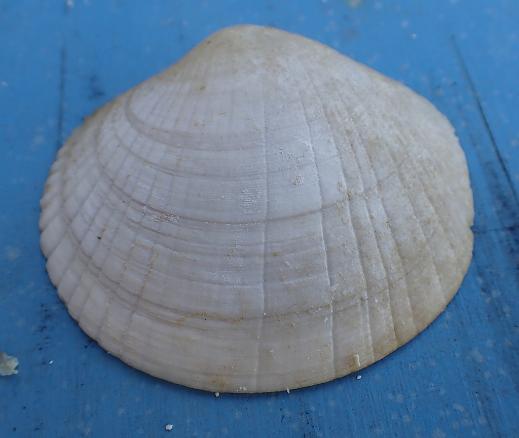 Codakia from Pulu Belan Madar, Bantam Shire of Cocos 6799, Cocos ...