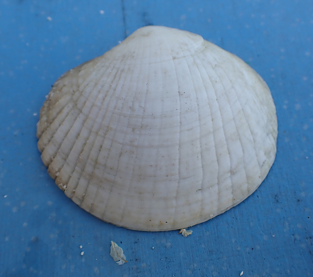 Codakia from Pulu Belan Madar, Bantam Shire of Cocos 6799, Cocos ...