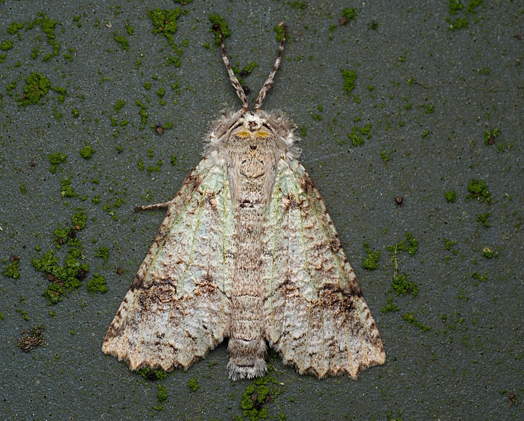 Forest Semilooper from Ruawai, New Zealand on November 23, 2024 at 08: ...