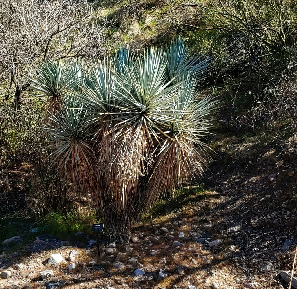 rigid blue yucca from Boyce Thompson Arboretum, 37615 E Arboretum Way ...