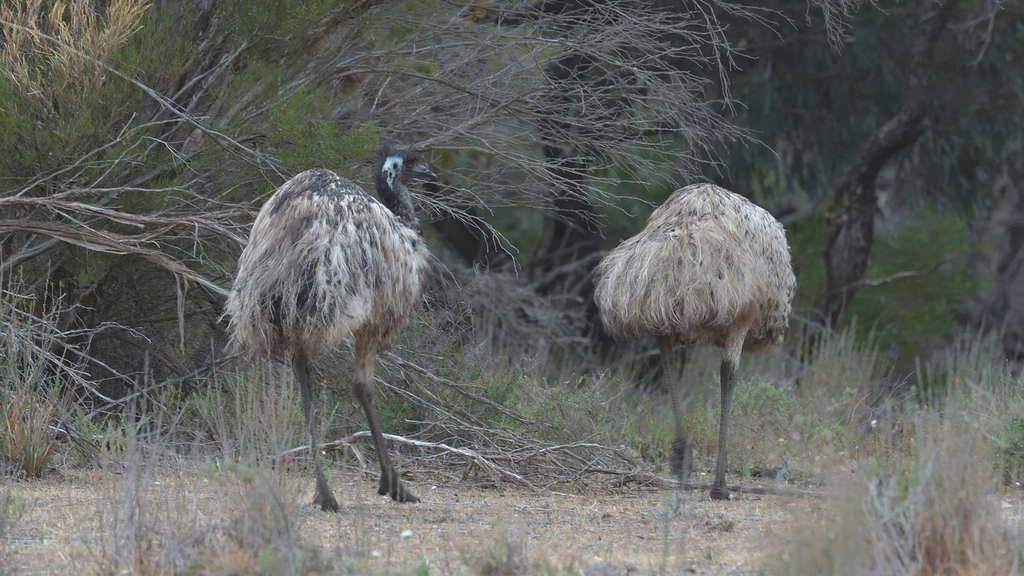 Emu from Hattah VIC 3501, Australia on October 15, 2024 at 06:42 AM by ...
