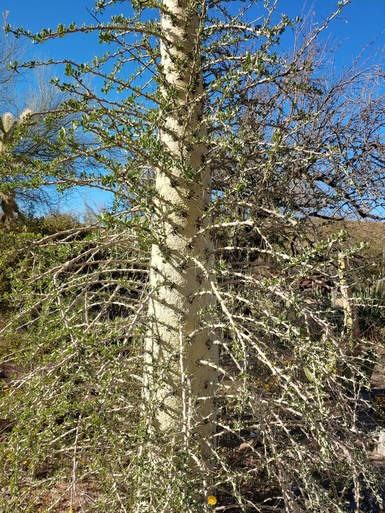 Boojum tree from Superior, AZ, USA on March 17, 2021 at 04:20 PM by ...