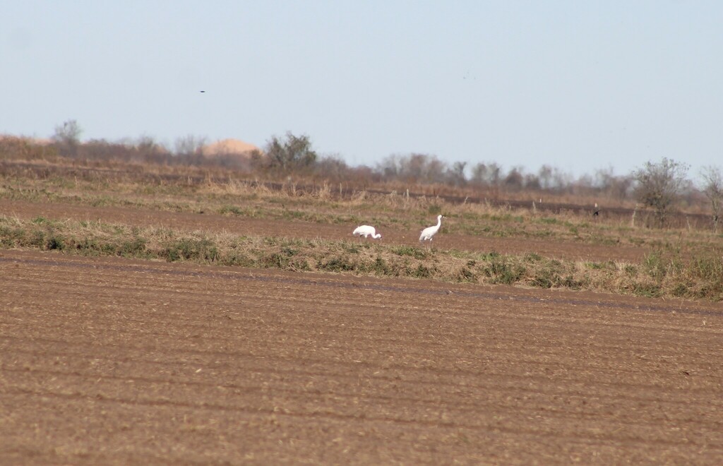 Whooping Crane in January 2025 by michaelkalisek. A pair of whooping ...