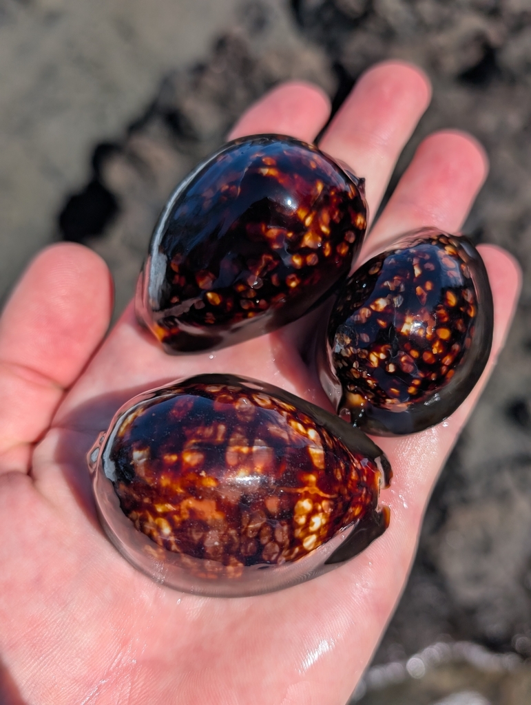 Humpback Cowry from Hilo, HI 96720, USA on January 12, 2025 at 12:49 PM ...