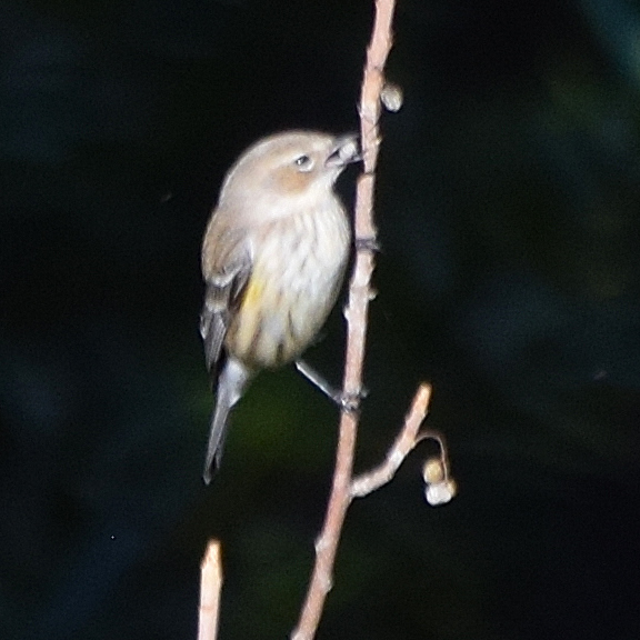 Yellow-rumped Warbler from Calero County Park, SCC, CA on January 12 ...