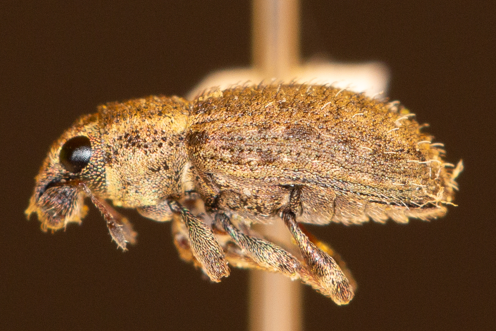 Clover Weevil from Franklin County, MO, USA on June 03, 2024 at 07:16 ...