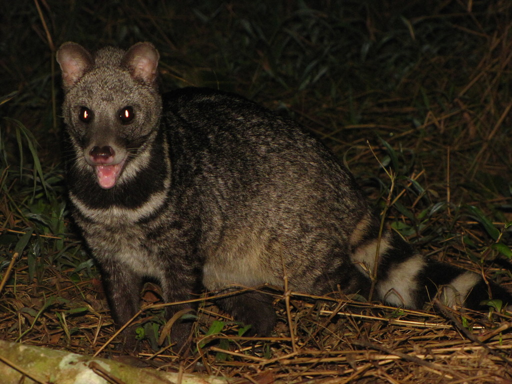 Large Indian Civet (Viverra zibetha) - Know Your Mammals