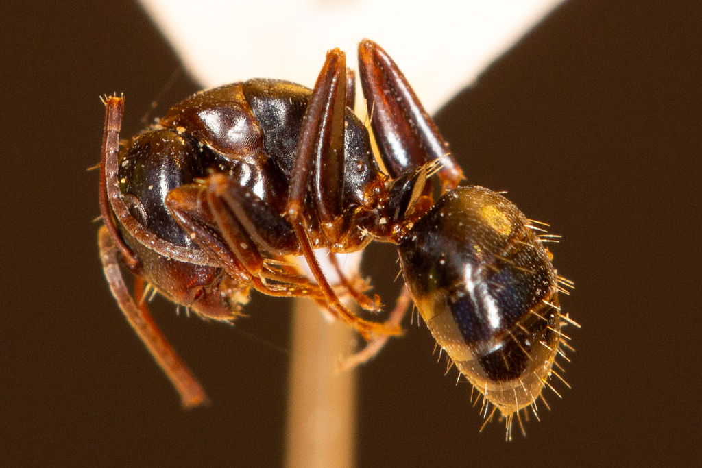 Nearctic Carpenter Ant from Franklin County, MO, USA on June 3, 2024 at ...