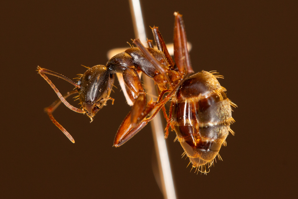 Eastern Black Carpenter Ant from Franklin County, MO, USA on June 3 ...