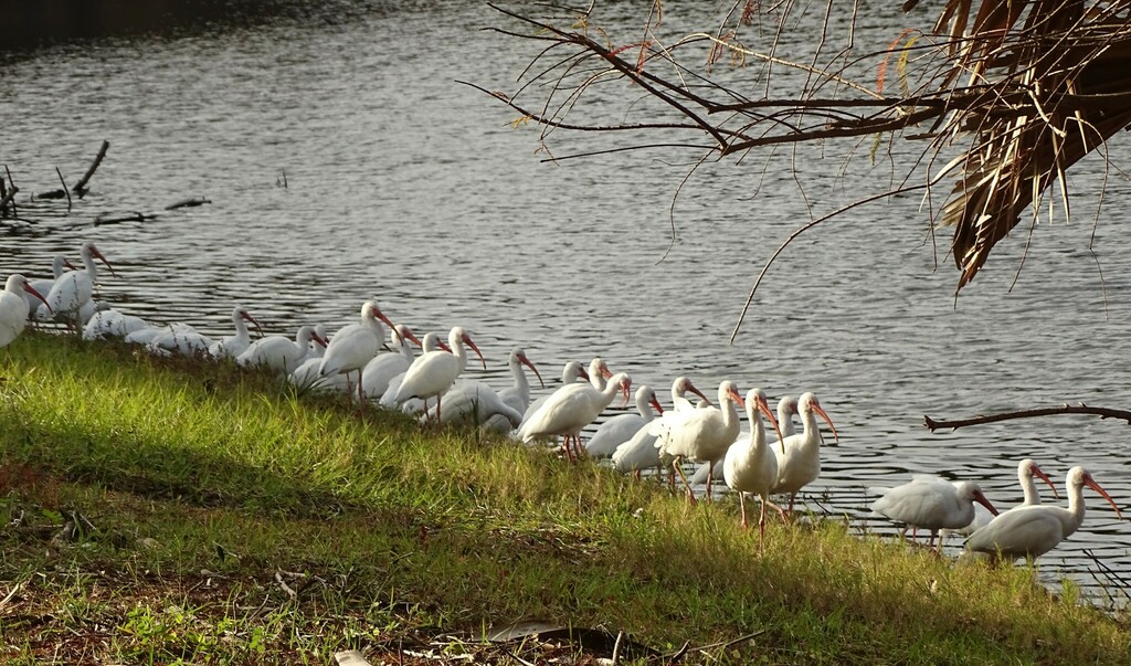 White Ibis from Spanish Springs, The Villages, Lady Lake, FL, USA on ...