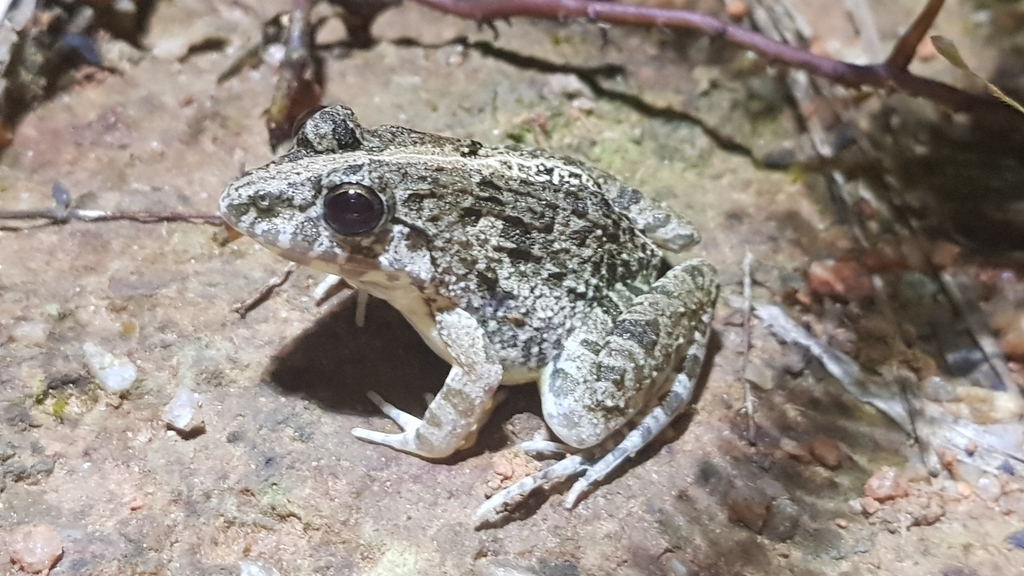 Paddy Field Frog from Hulu Semenyih, Selangor, Malaysia on July 27 ...