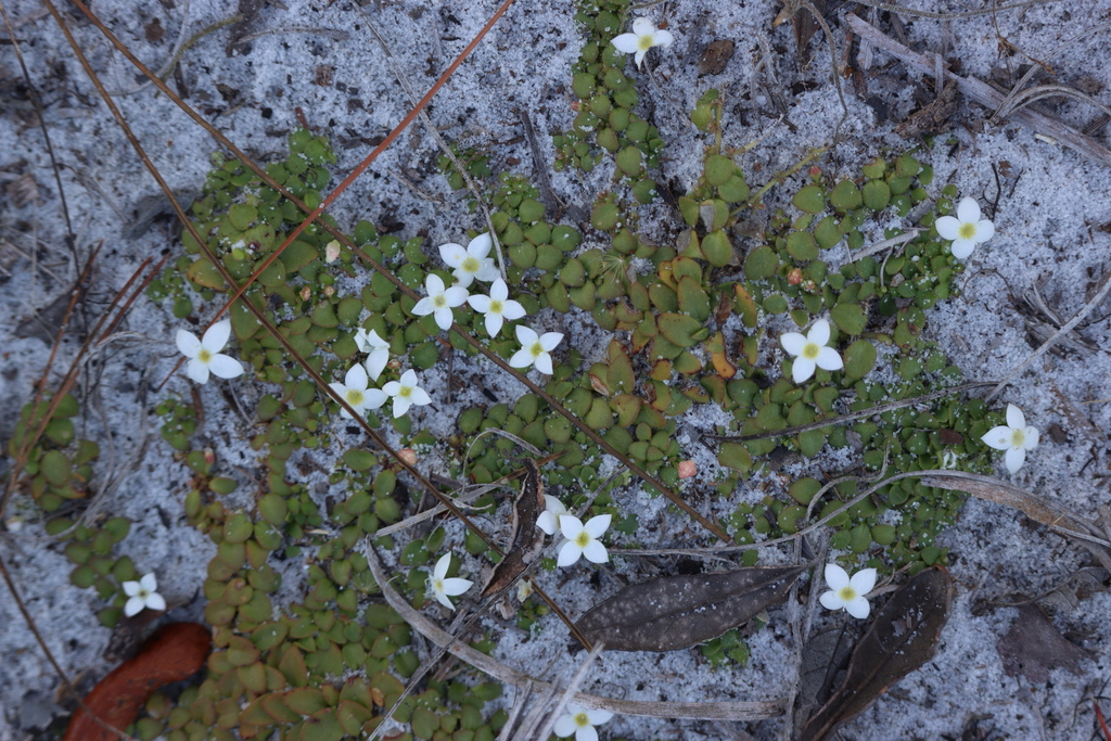roundleaf bluet from Polk County, FL, USA on January 12, 2025 at 04:46 ...