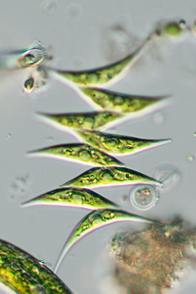 Pectinodesmus javanensis from Sandgate, AU-QL, AU on January 12, 2025 ...